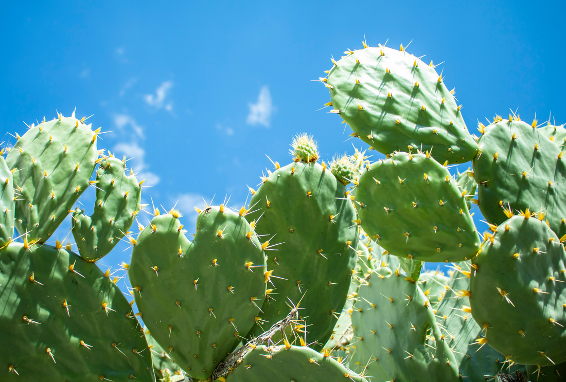 Contact Us – Cactus Foods
